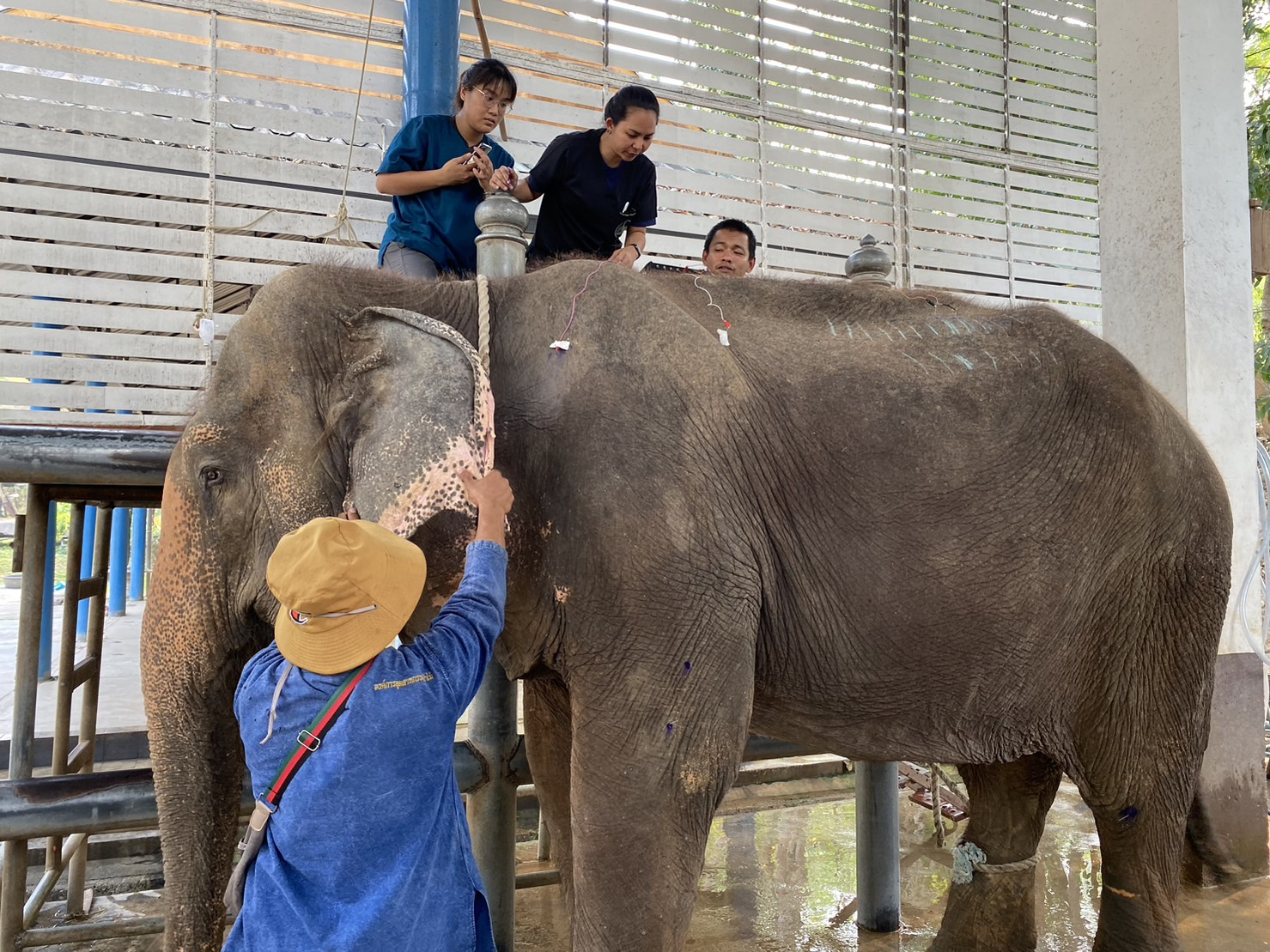 Chiang Mai University's Mobile Vet Clinic - March 2023 — Asian Elephant ...