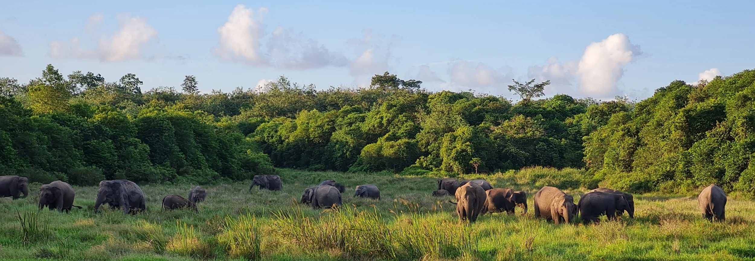 Asian Elephant Support