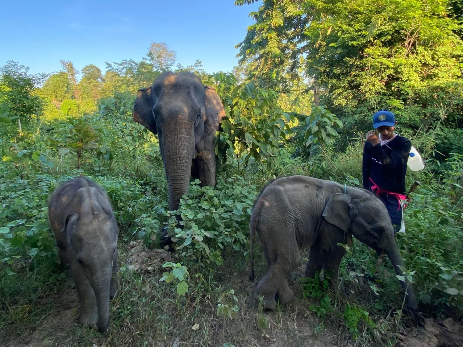 Myanmar — Projects & Foundation News — Asian Elephant Support