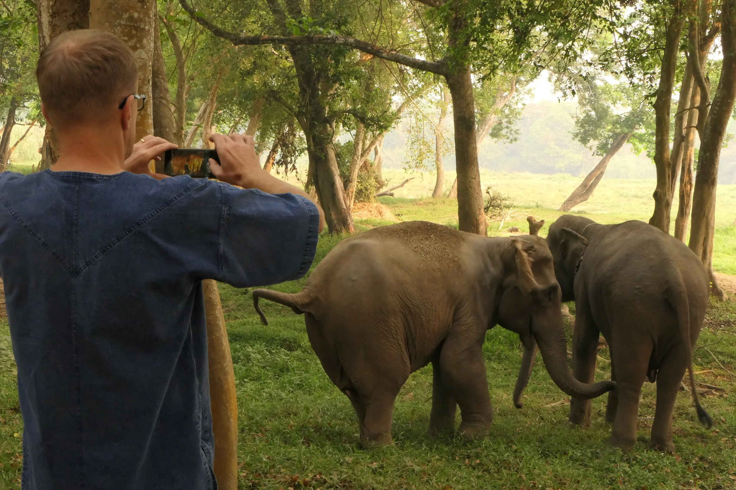 What Makes a Good Sanctuary? — Asian Elephant Support