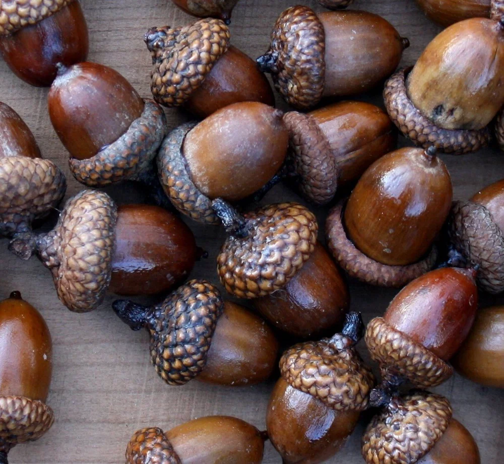 Real Acorns Inside