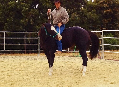 Chris Ellsworth Horsemanship