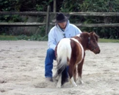Chris Ellsworth Horsemanship