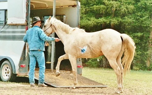 Chris Ellsworth Horsemanship