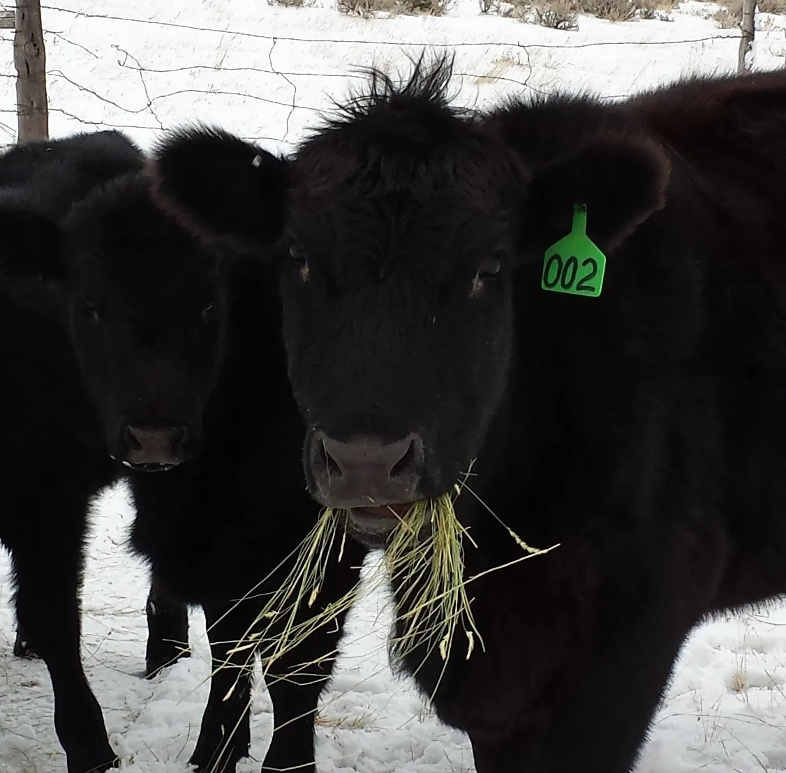 OMRP 2: How to Get Started in the Cow Business for Nine Dollars or Less ...