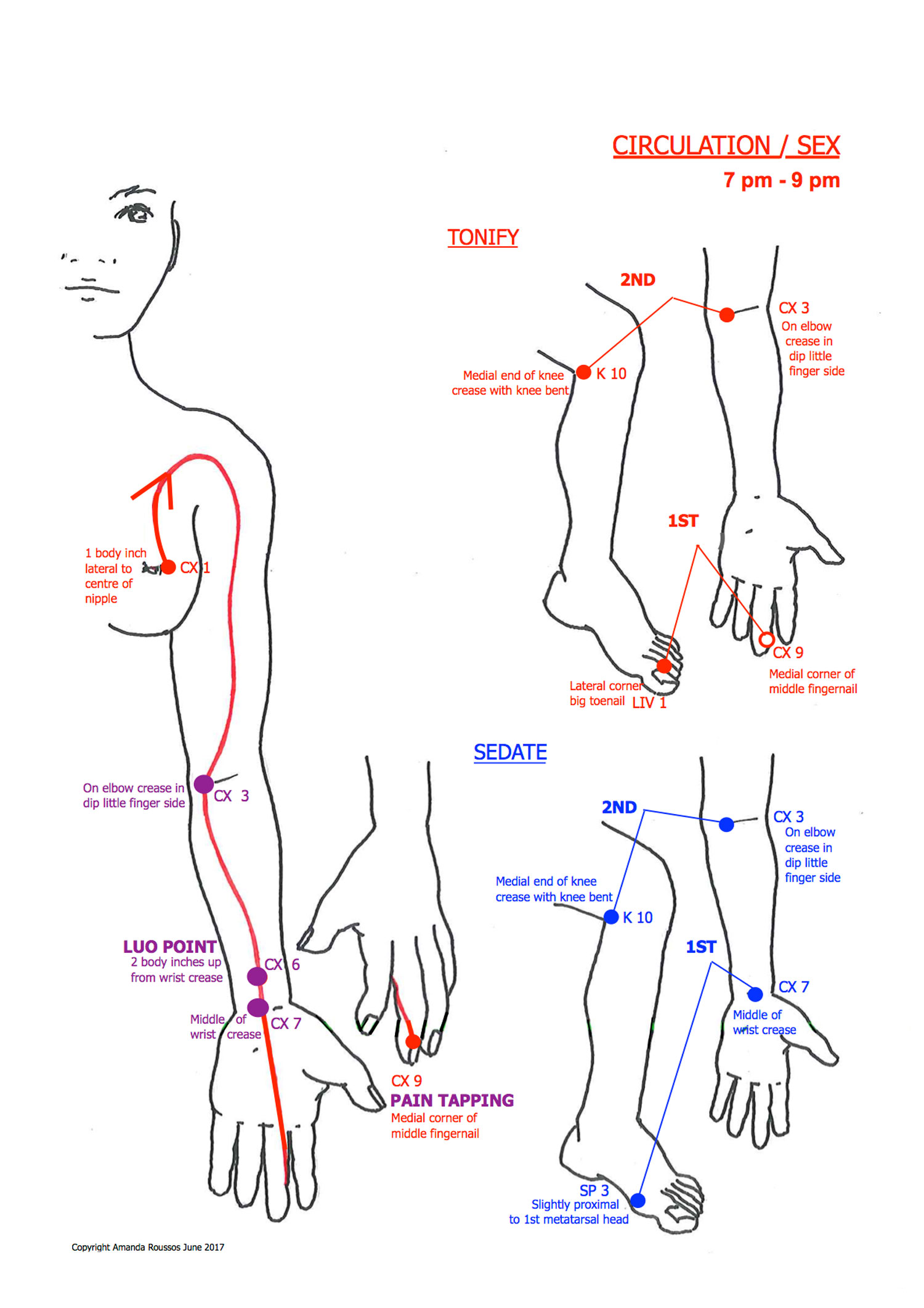 14 MUSCLE POCKET REFERENCE — Helena Arguelles