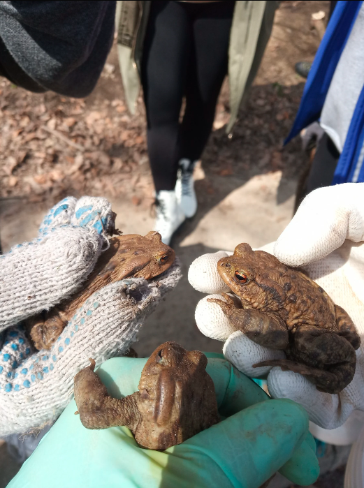 FROG TAXI (Slovakia) Category: Loss of Biodiversity — Young Reporters ...