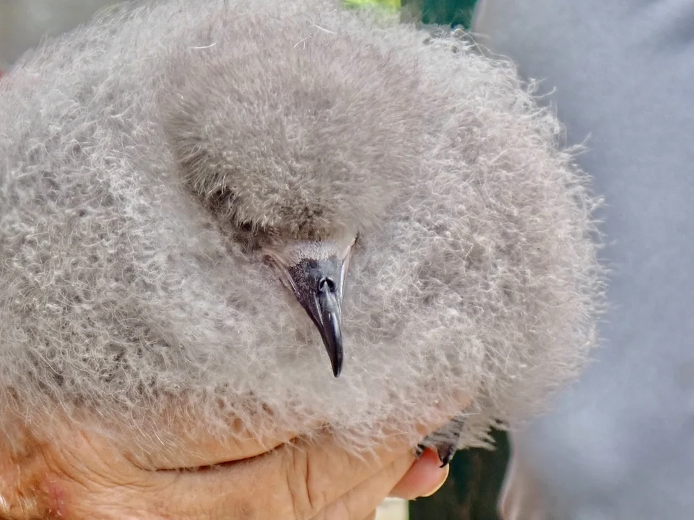 PLASTIC POLLUTION ON NONSUCH ISLAND, THE HOME OF THE ENDANGERED CAHOWS ...