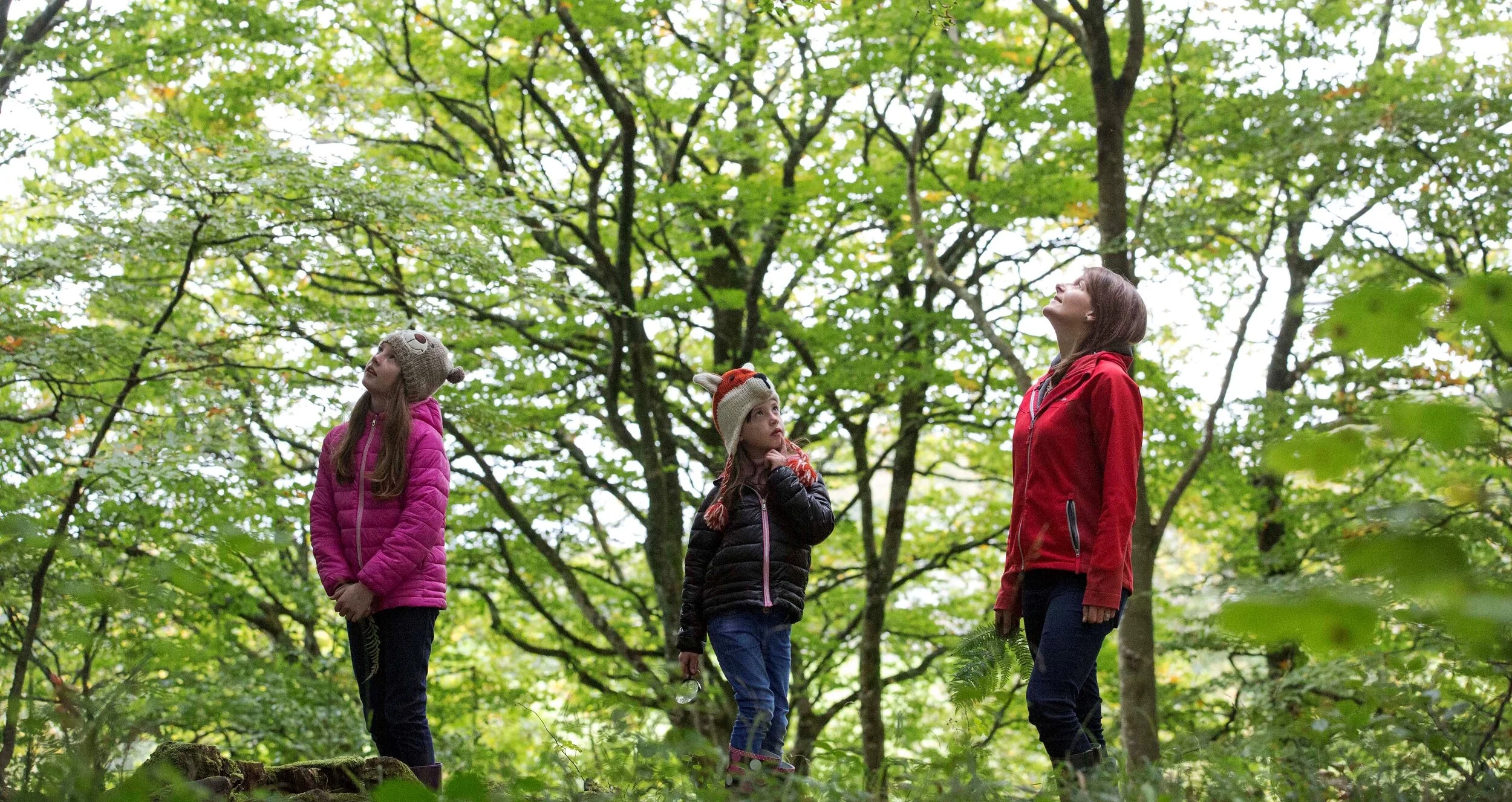 LEAF - Learning about Forests