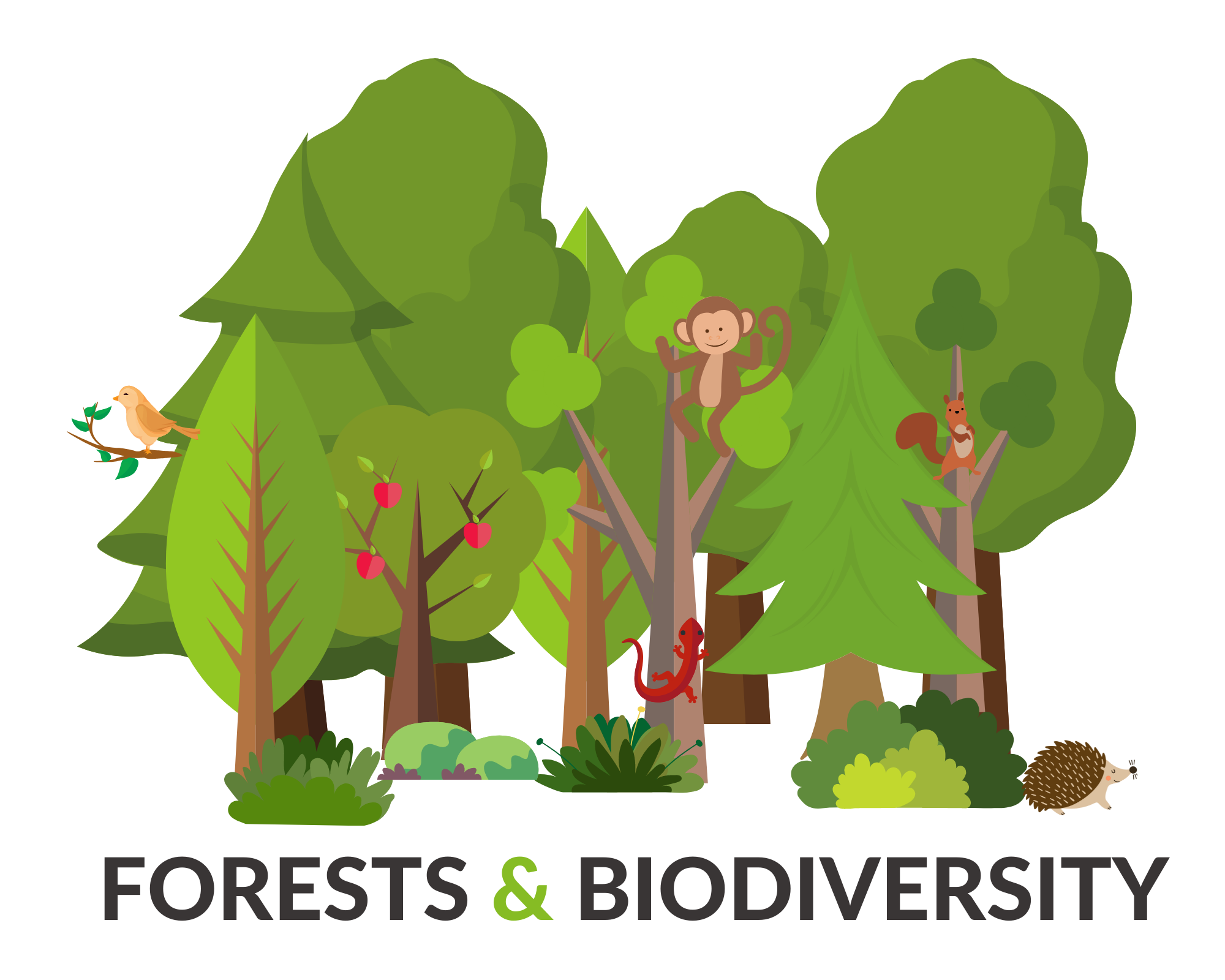 Teaching Materials — LEAF - Learning about Forests