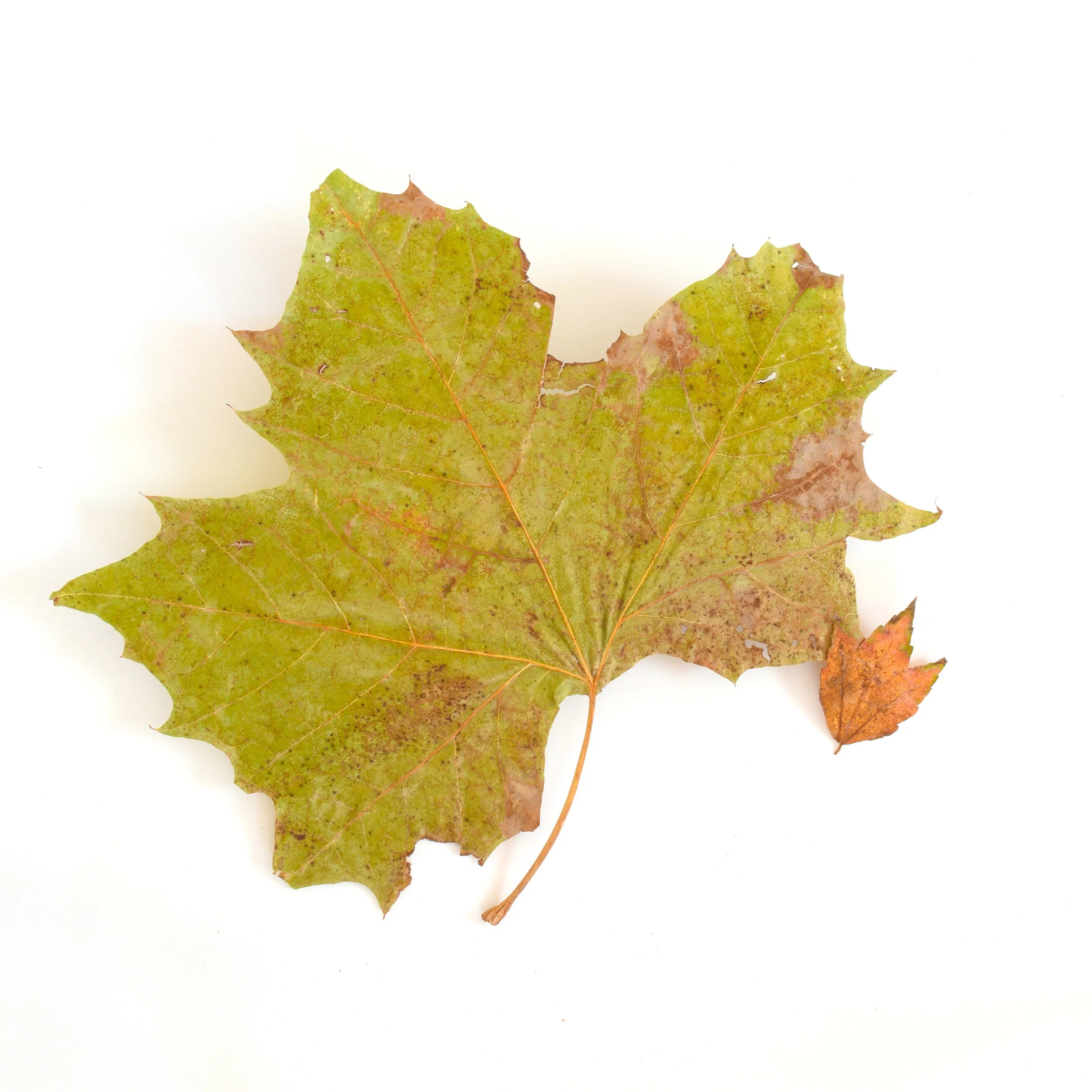 Portfolio — Virginia Christman Art