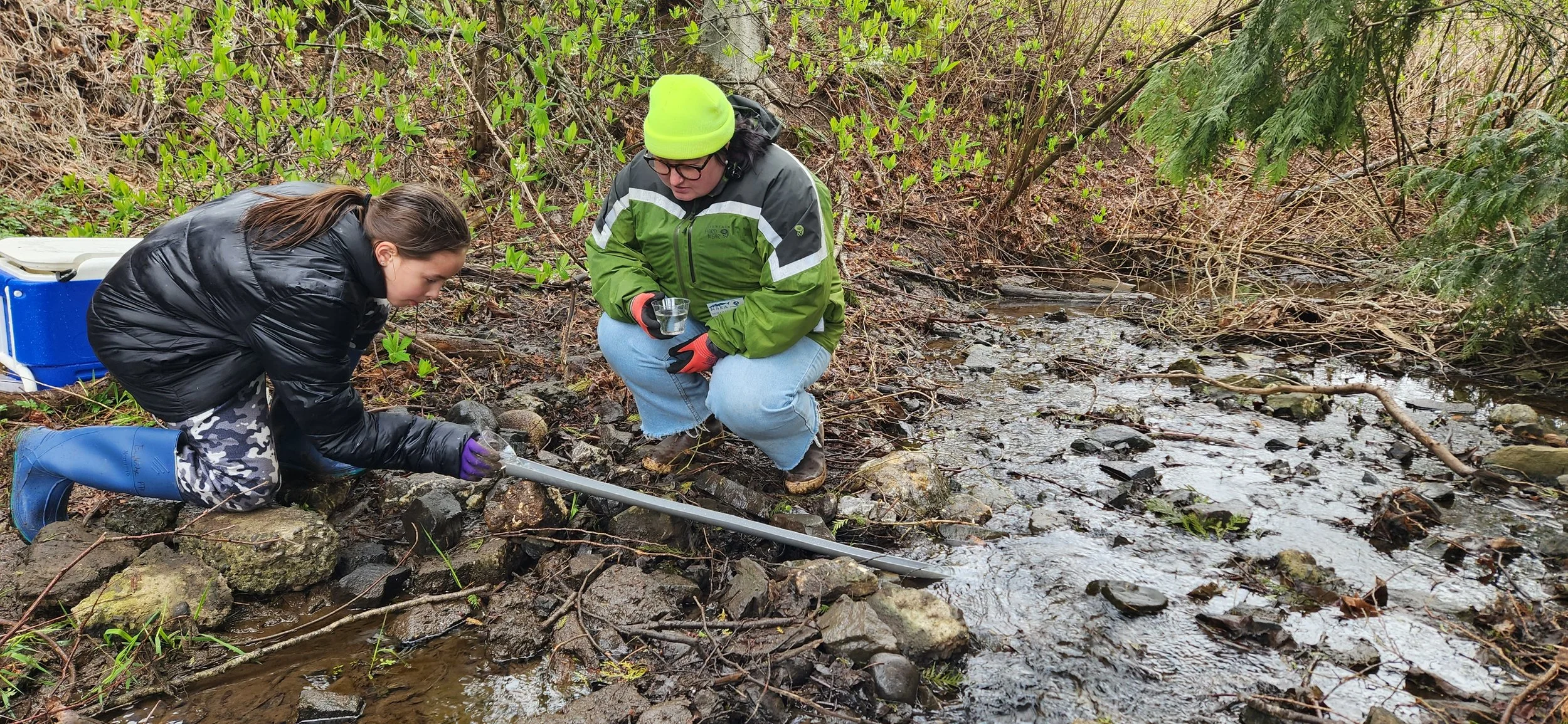 Students release salmon this Spring — Nooksack Salmon Enhancement Association