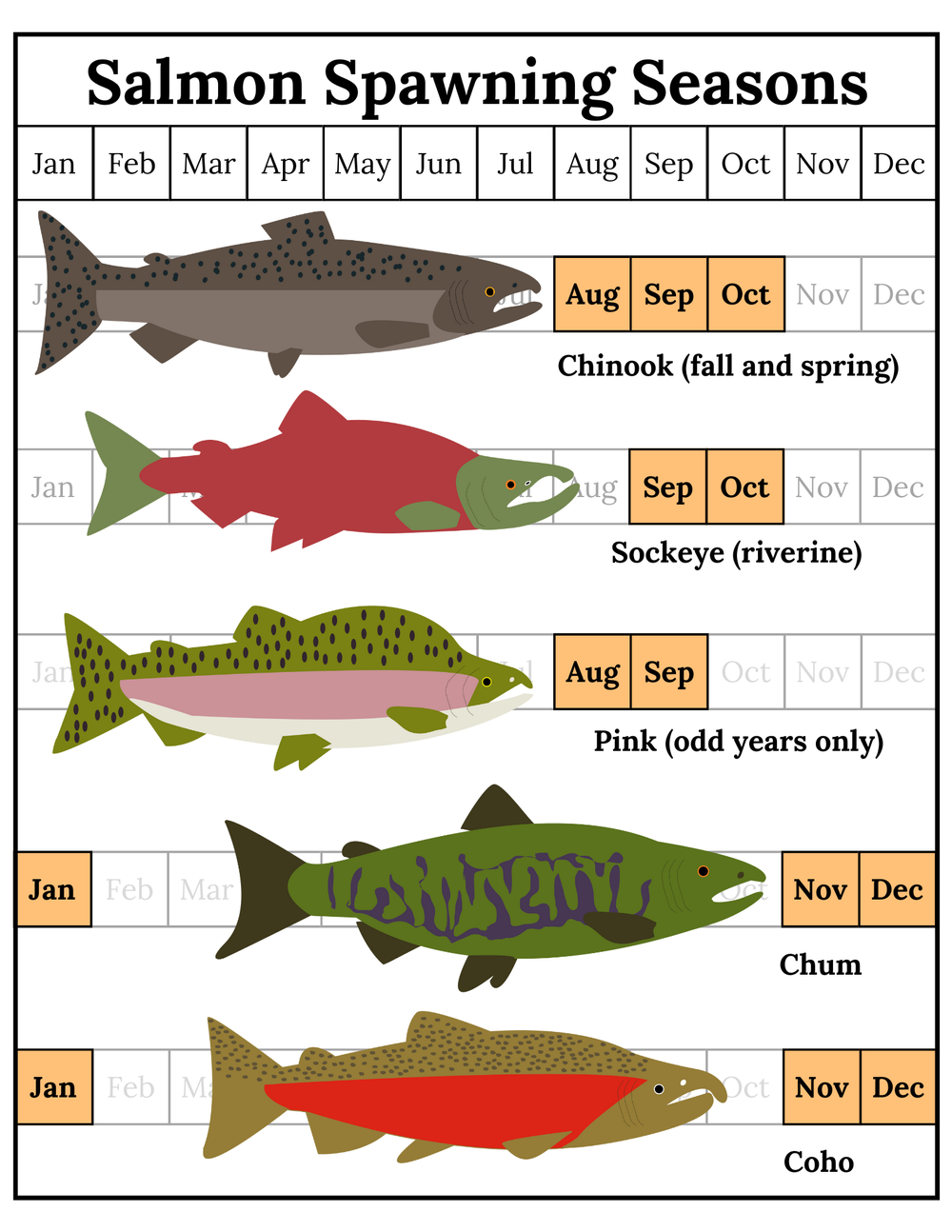 See salmon on your own! — Nooksack Salmon Enhancement Association