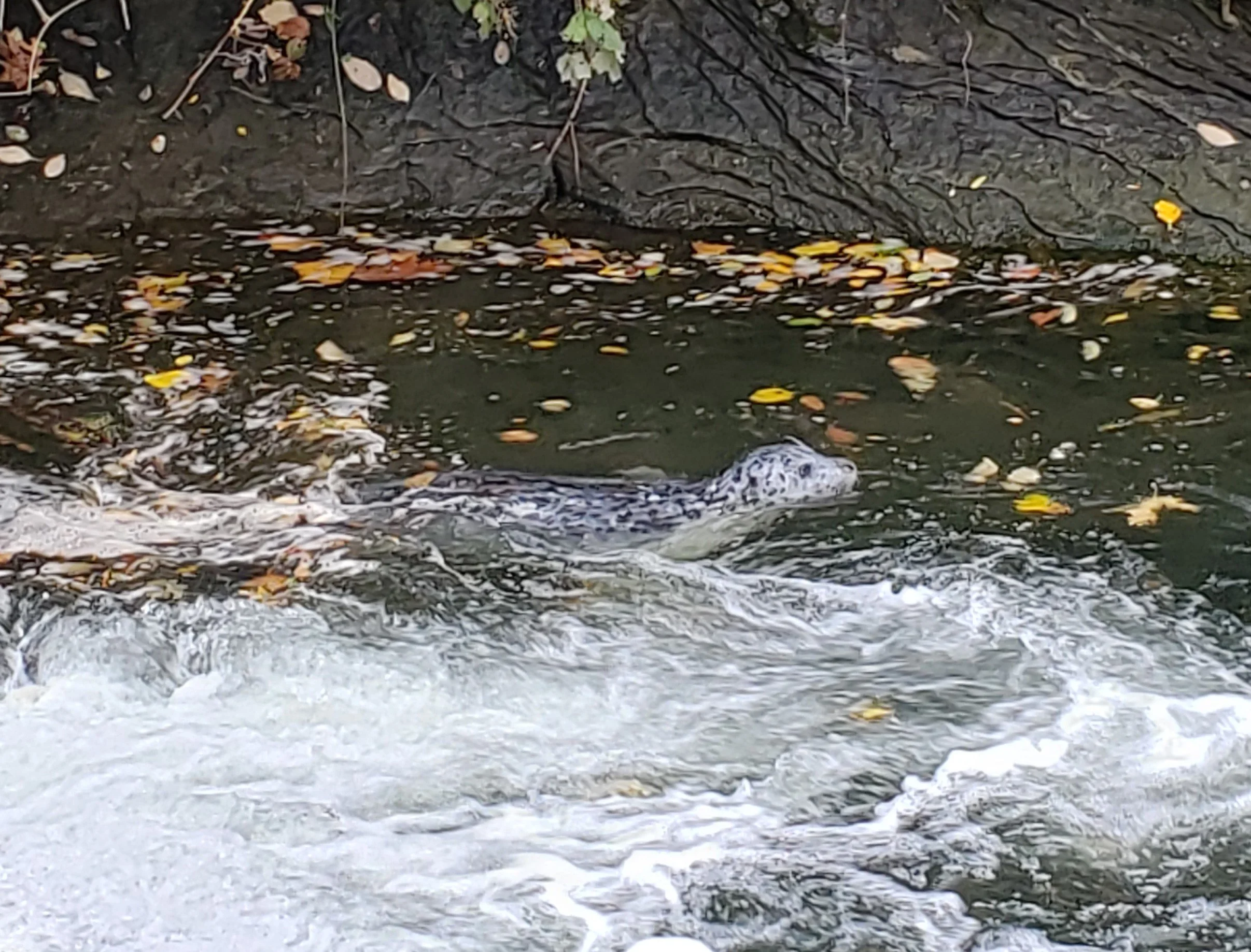 Salmon Discovery Program — Nooksack Salmon Enhancement Association