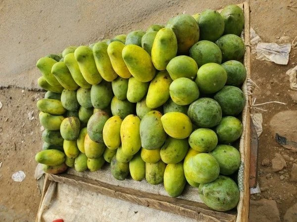 Technology Key Solution To Mango Losses In Nigeria – ColdHubs