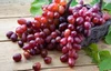 The Challenges And Opportunities Of Grape Growing In Nigeria – ColdHubs