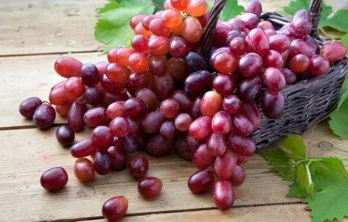The Challenges And Opportunities Of Grape Growing In Nigeria – ColdHubs