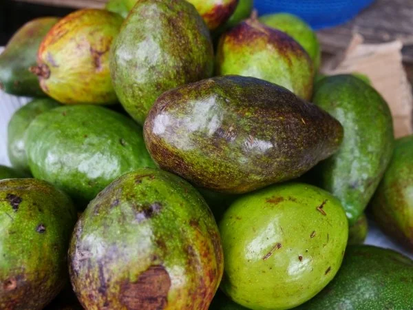 Why Nigerian farmers need to invest in Avocado Farming – ColdHubs