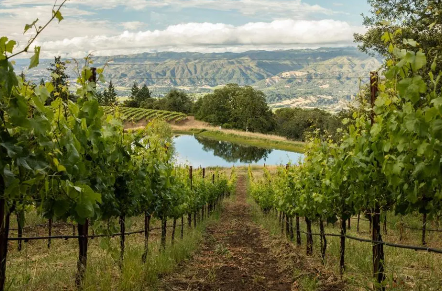 喝一杯減碳的再生有機葡萄酒！ — B型企業協會 B Lab Taiwan