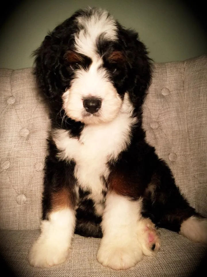 "Past Furry Babies In the Nursery" — Highfalutin Furry Babies