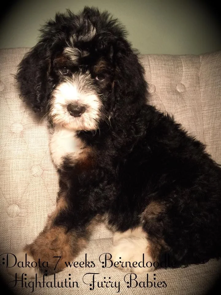 "Past Furry Babies In the Nursery" — Highfalutin Furry Babies