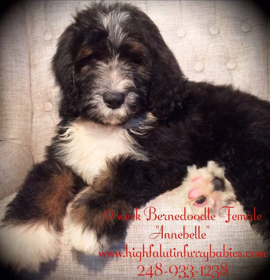 "Past Furry Babies In the Nursery" — Highfalutin Furry Babies