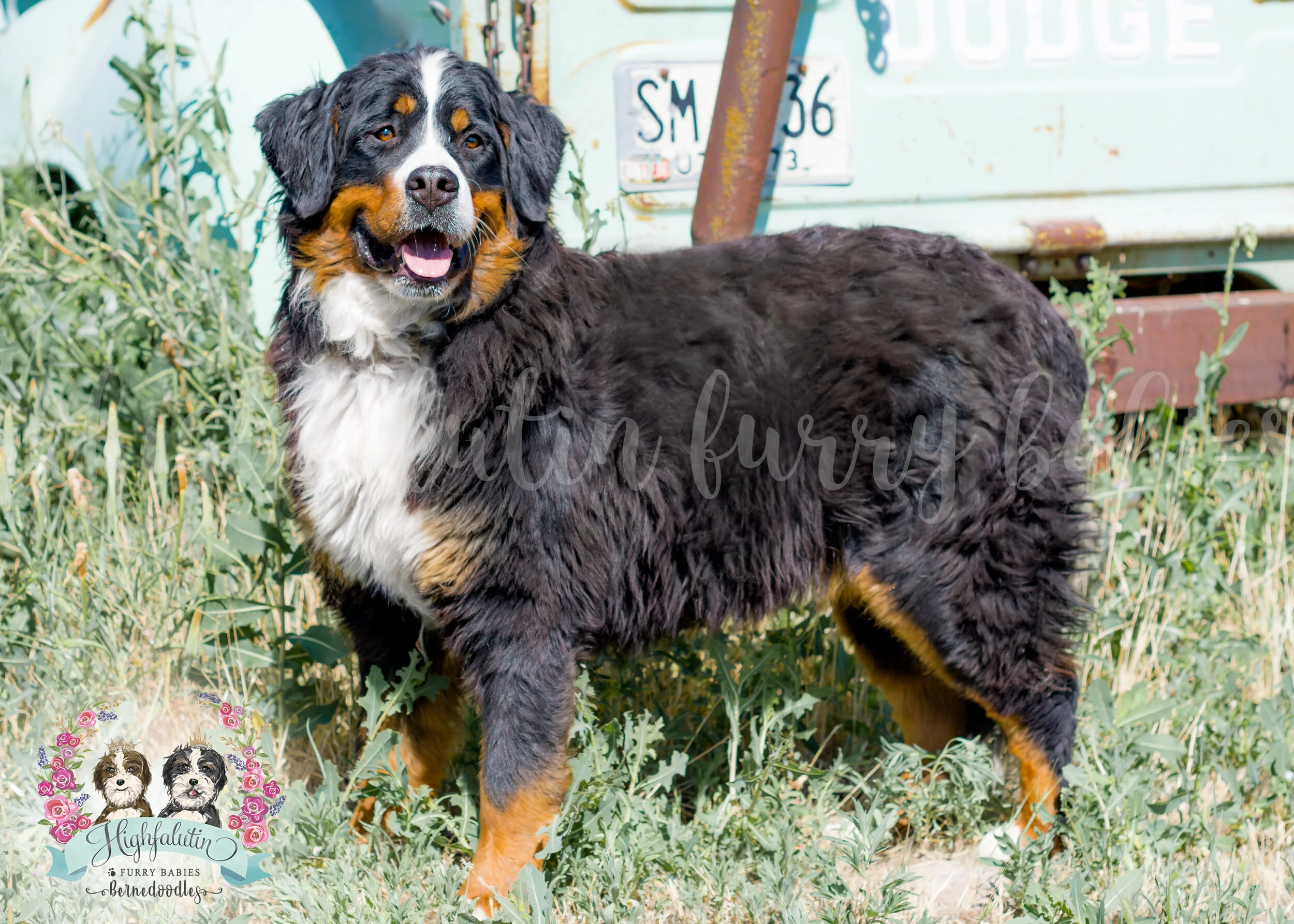 Meet the Parents — Highfalutin Furry Babies