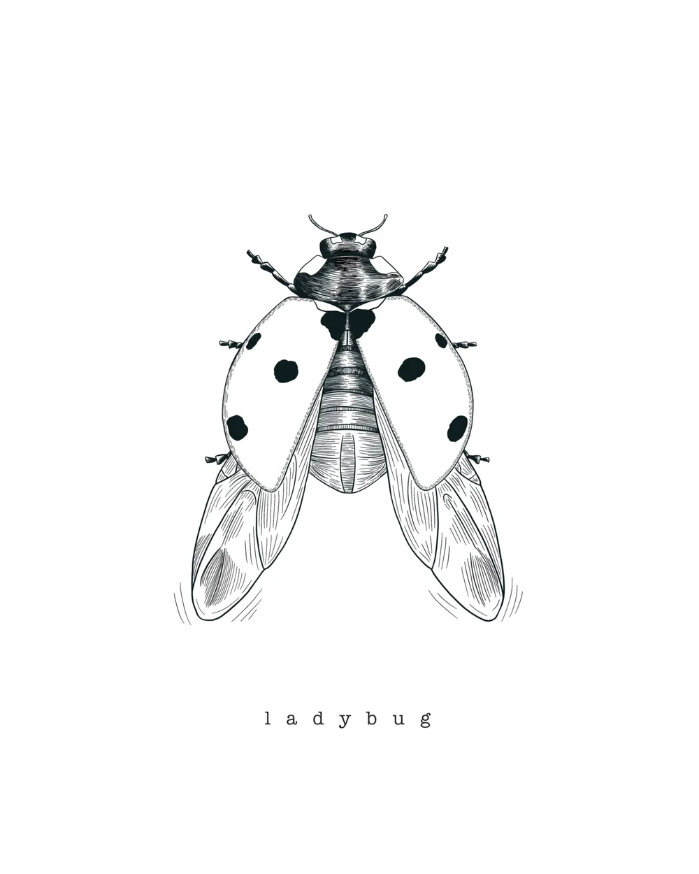Insect Scientific Drawing