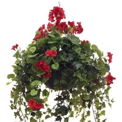 Ivy Geraniums Hanging Baskets