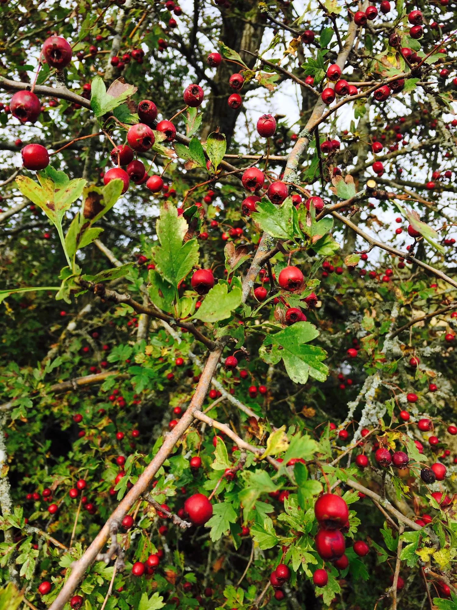 Hawthorn Tree