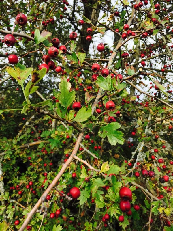 Hawthorn Tree — Bloom Apothecary of Anacortes