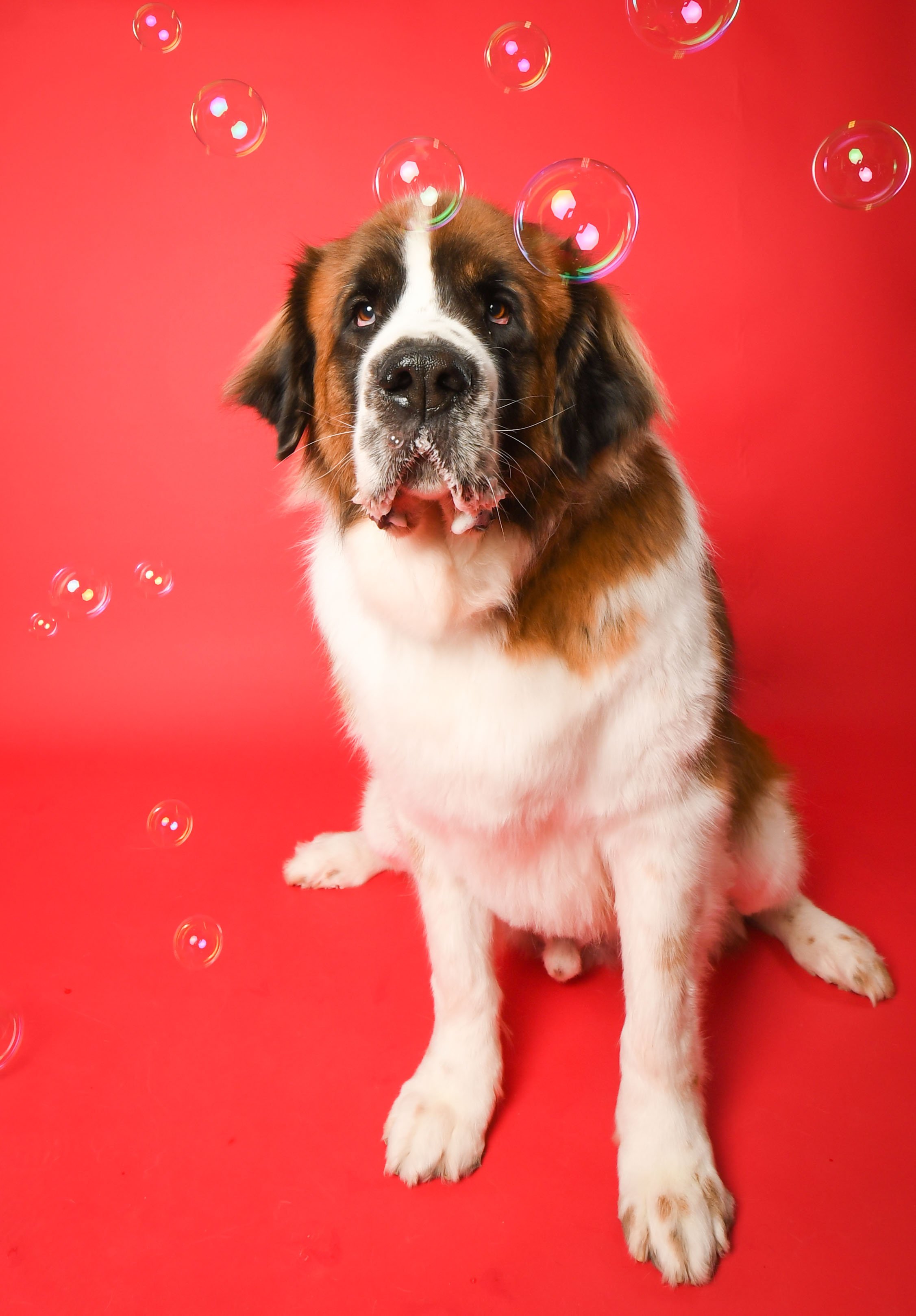 Dan Reams Photography Puppy Shot Studios