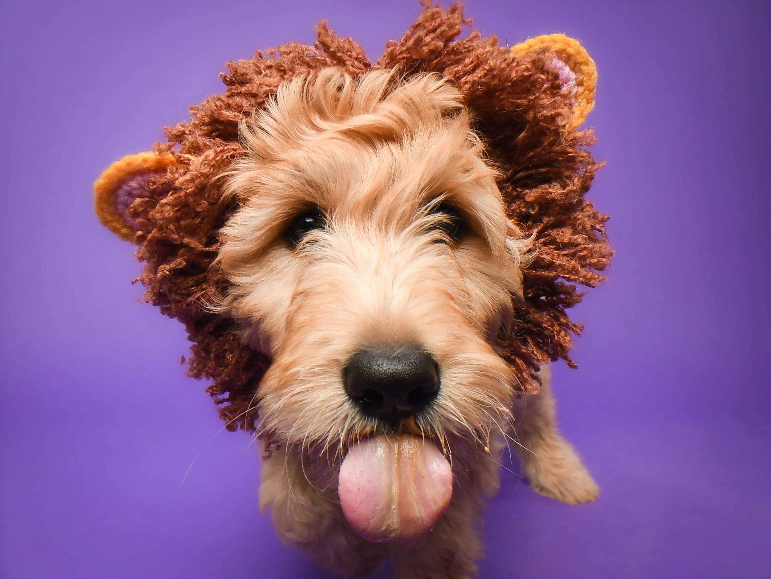 Dan Reams Photography Puppy Shot Studios