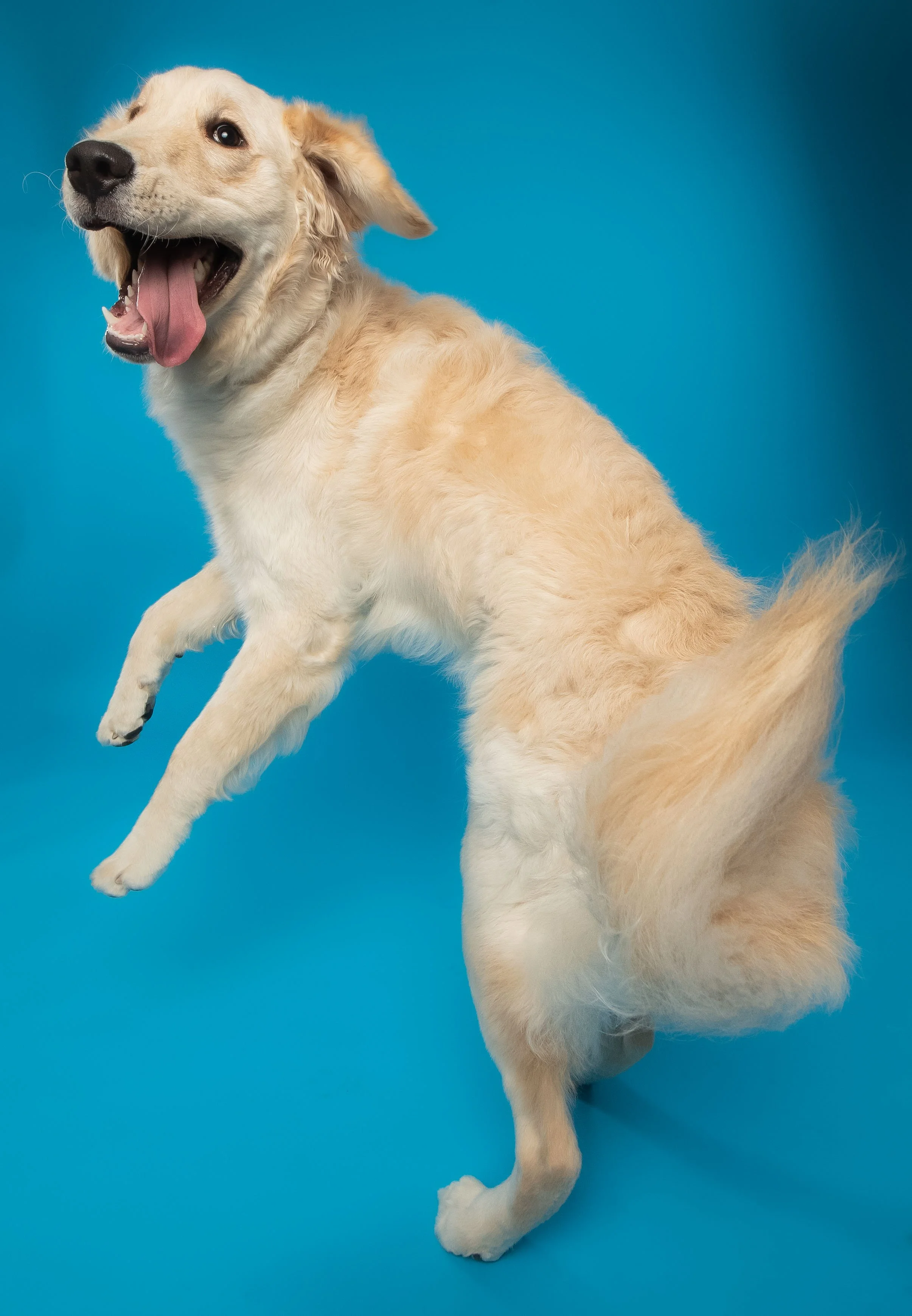 Dan Reams Photography Puppy Shot Studios