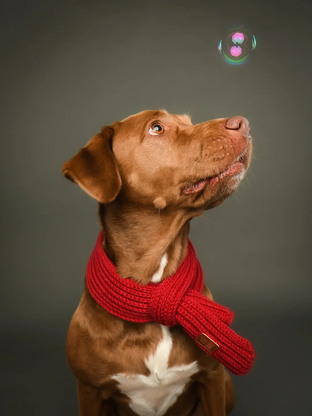 Dan Reams Photography Puppy Shot Studios