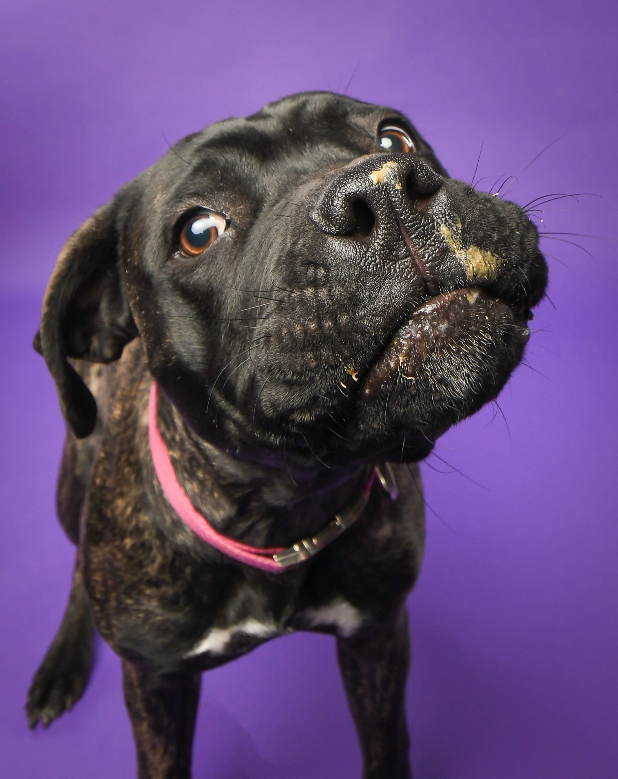 Dan Reams Photography Puppy Shot Studios