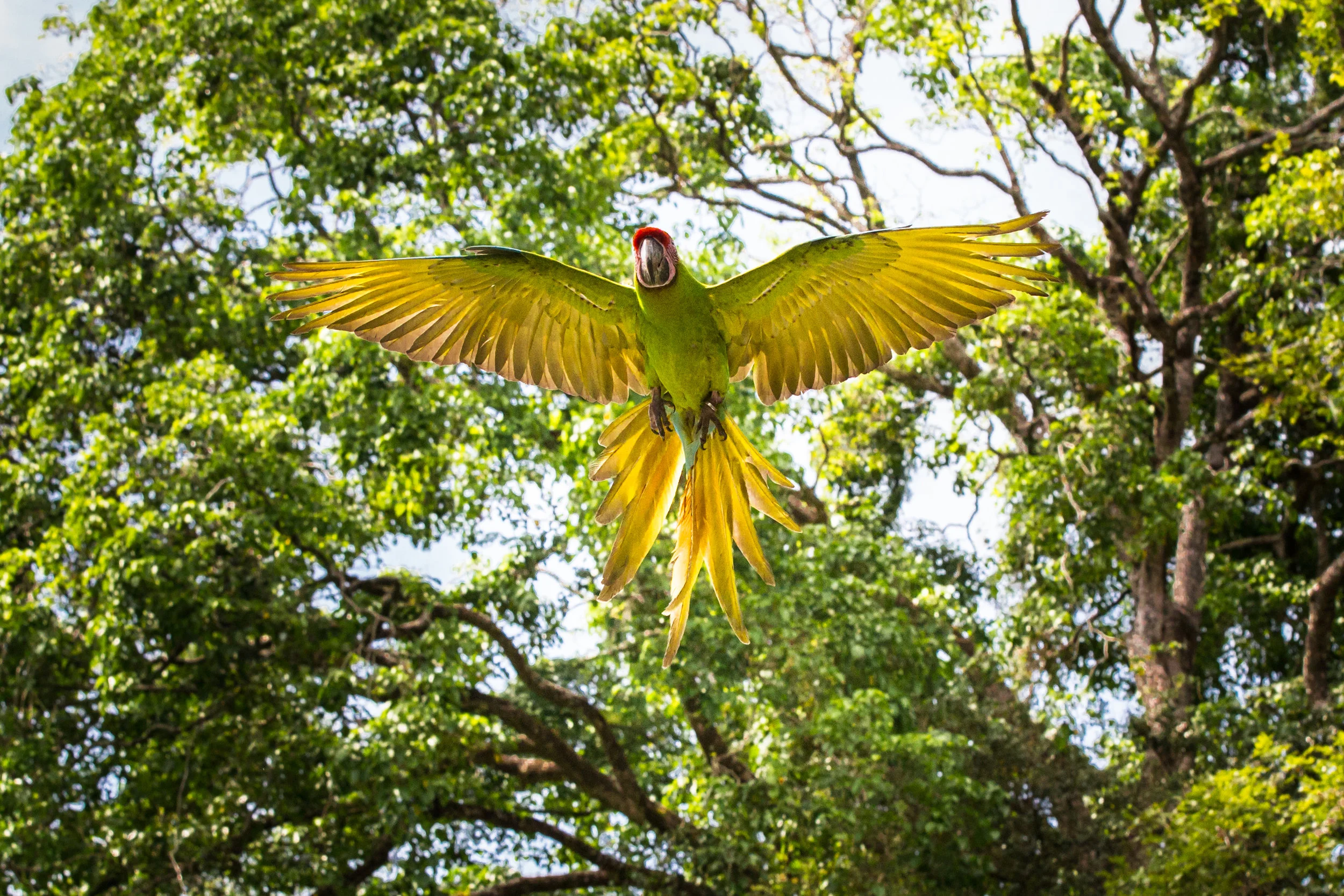 Macaw Conservation in Costa Rica