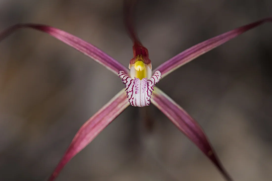 A visual tour of WA orchids — TOBIAS HAYASHI