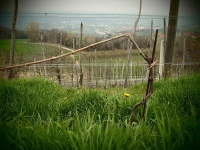 Poderi Cellario — SelectioNaturel