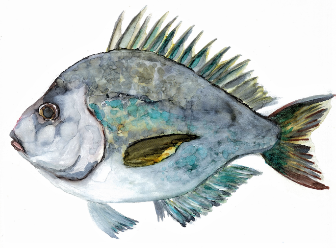 New England Fish - In Season — Our Wicked Fish, Inc.