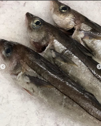 Gulf of Maine Sashimi : A Game Changer for Chefs, Seafood lovers and ...