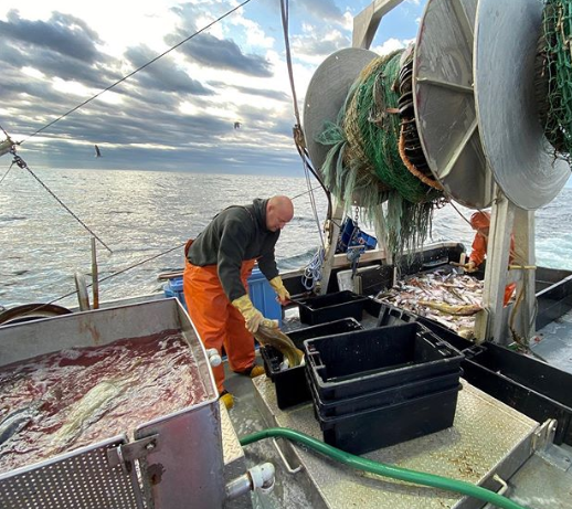 Gulf of Maine Sashimi : A Game Changer for Chefs, Seafood lovers and ...