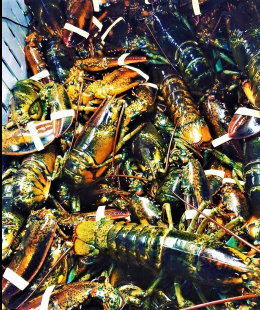 Boat to Table with Westport Lobster Company's Jordan Manchester - Part ...