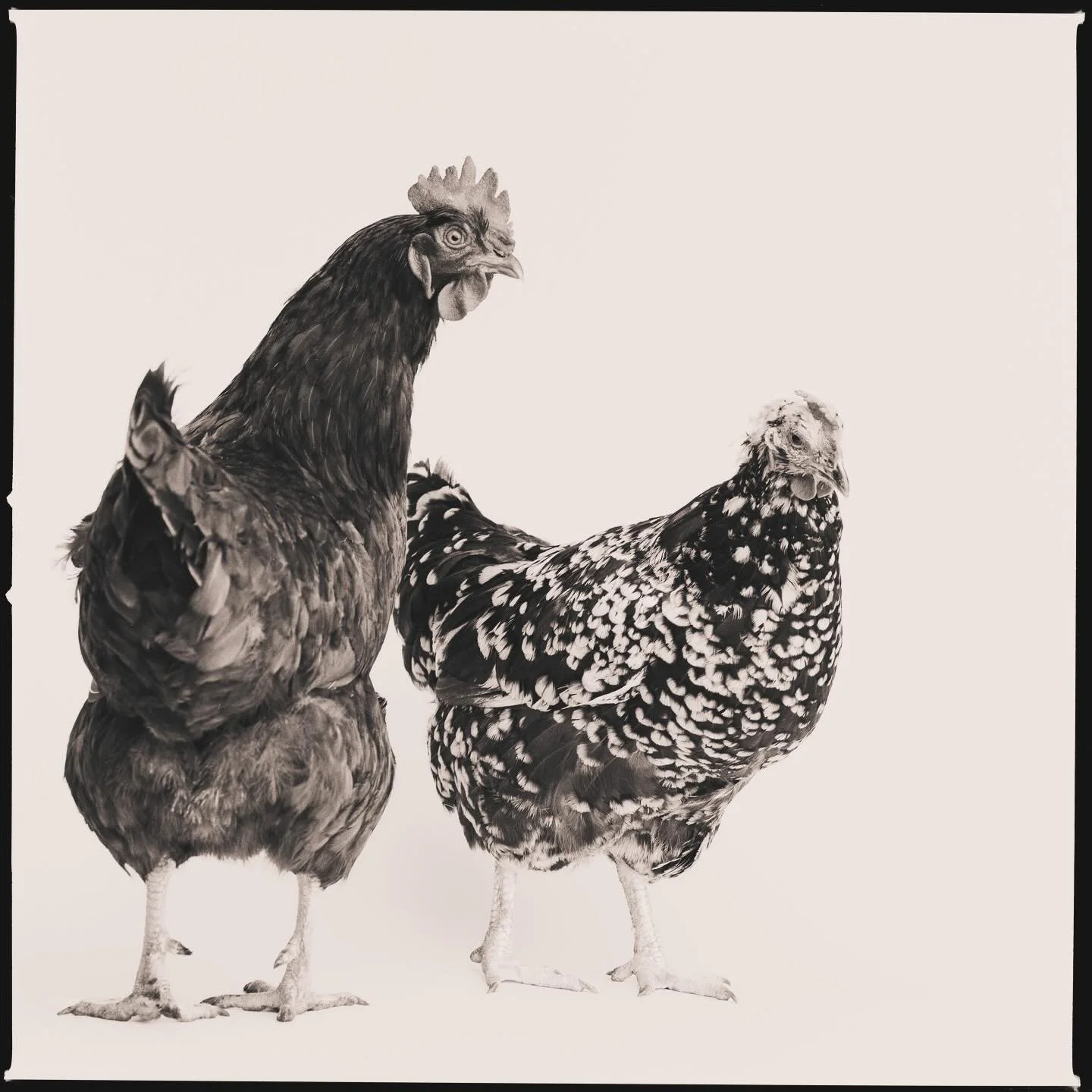 Ron Cowie Photography