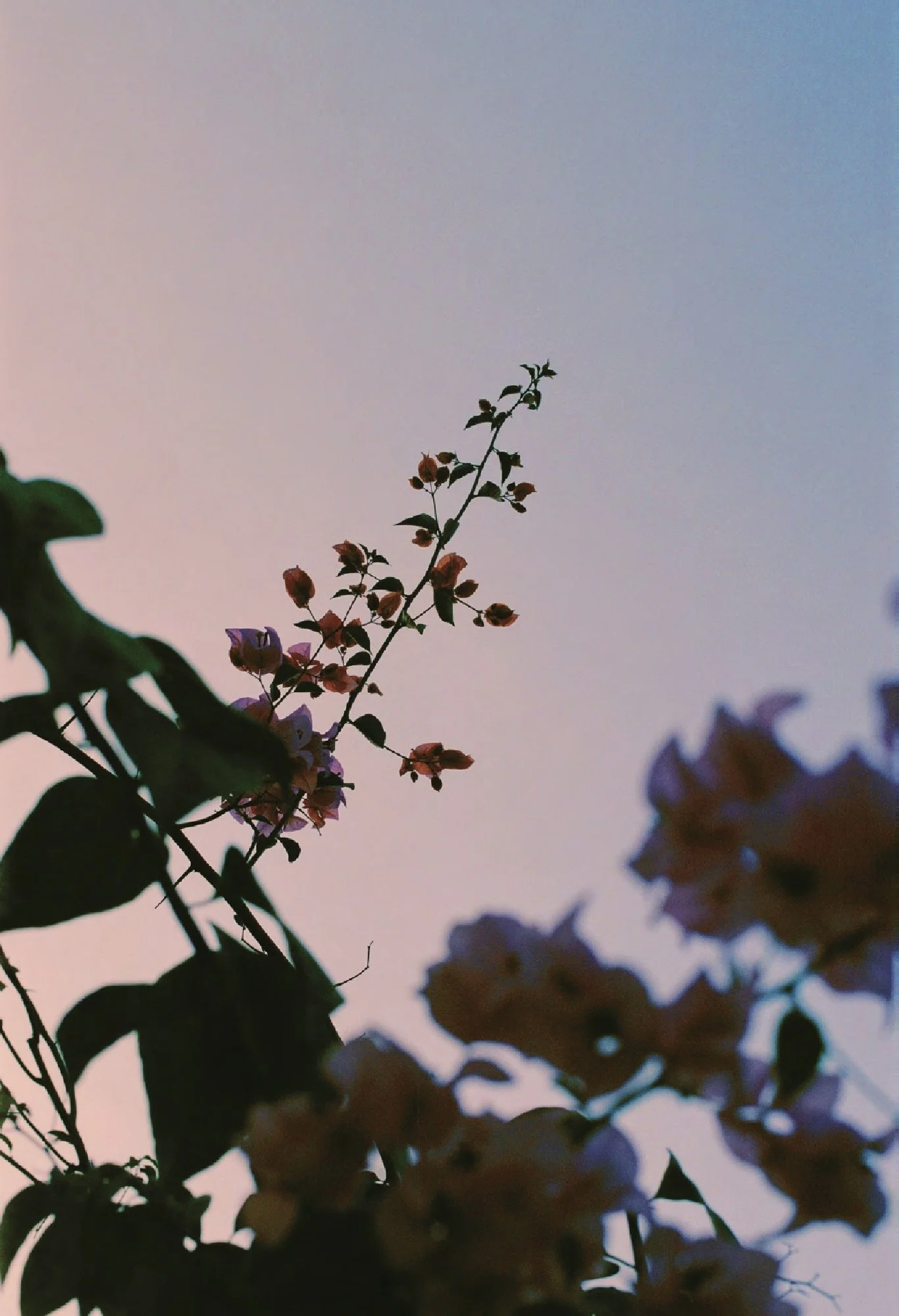 Flechazo — nataal.com