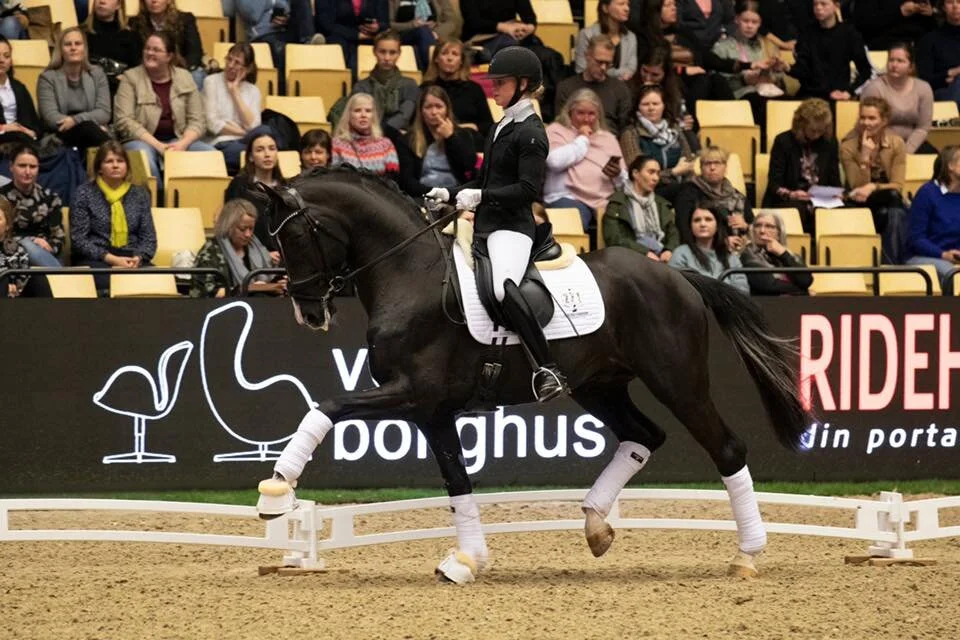 Presentation of 8 year old stallion Ferrari OLD from Helgstrand ...