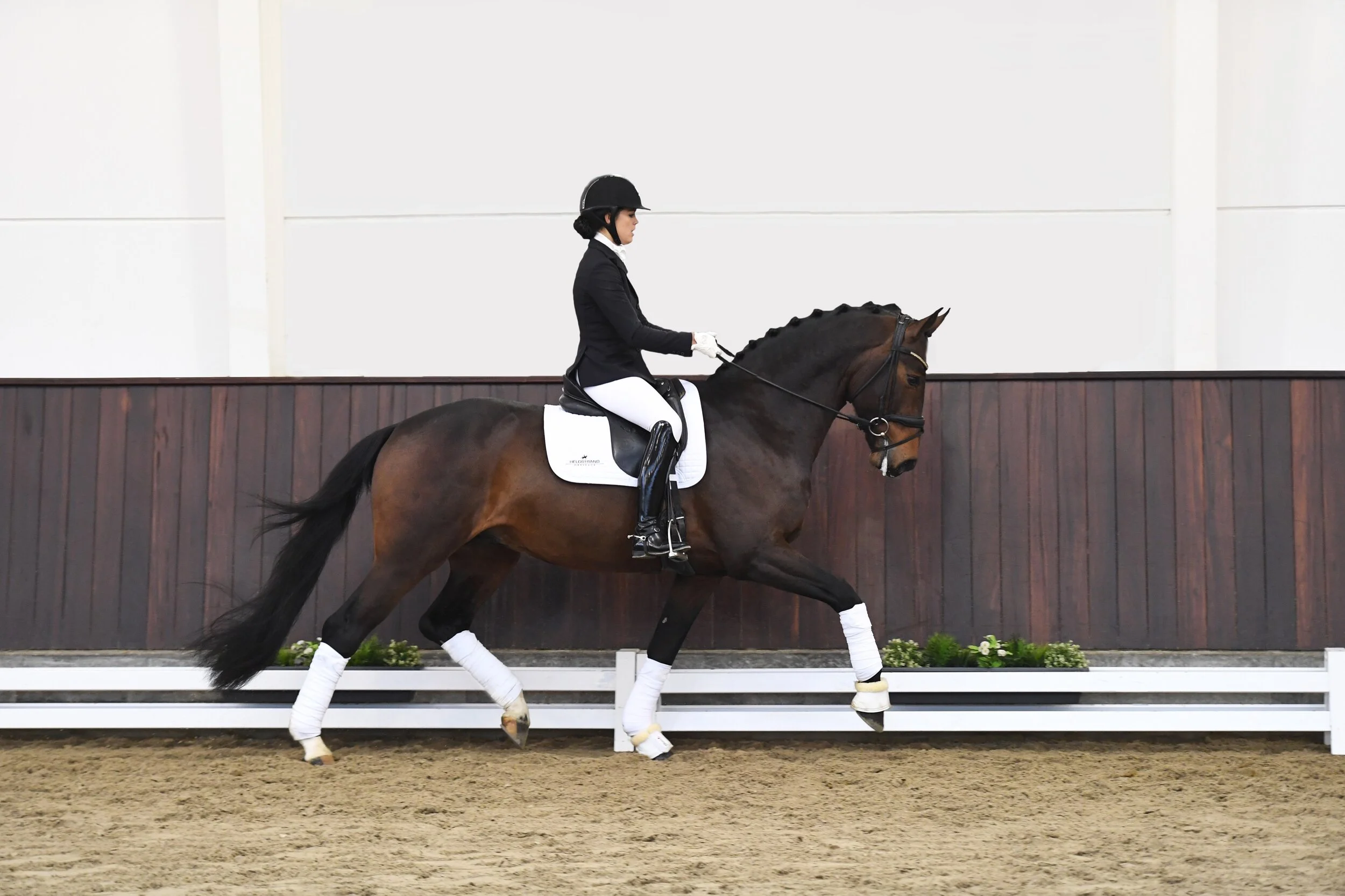 Presentation of 8 year old stallion Ferrari OLD from Helgstrand ...