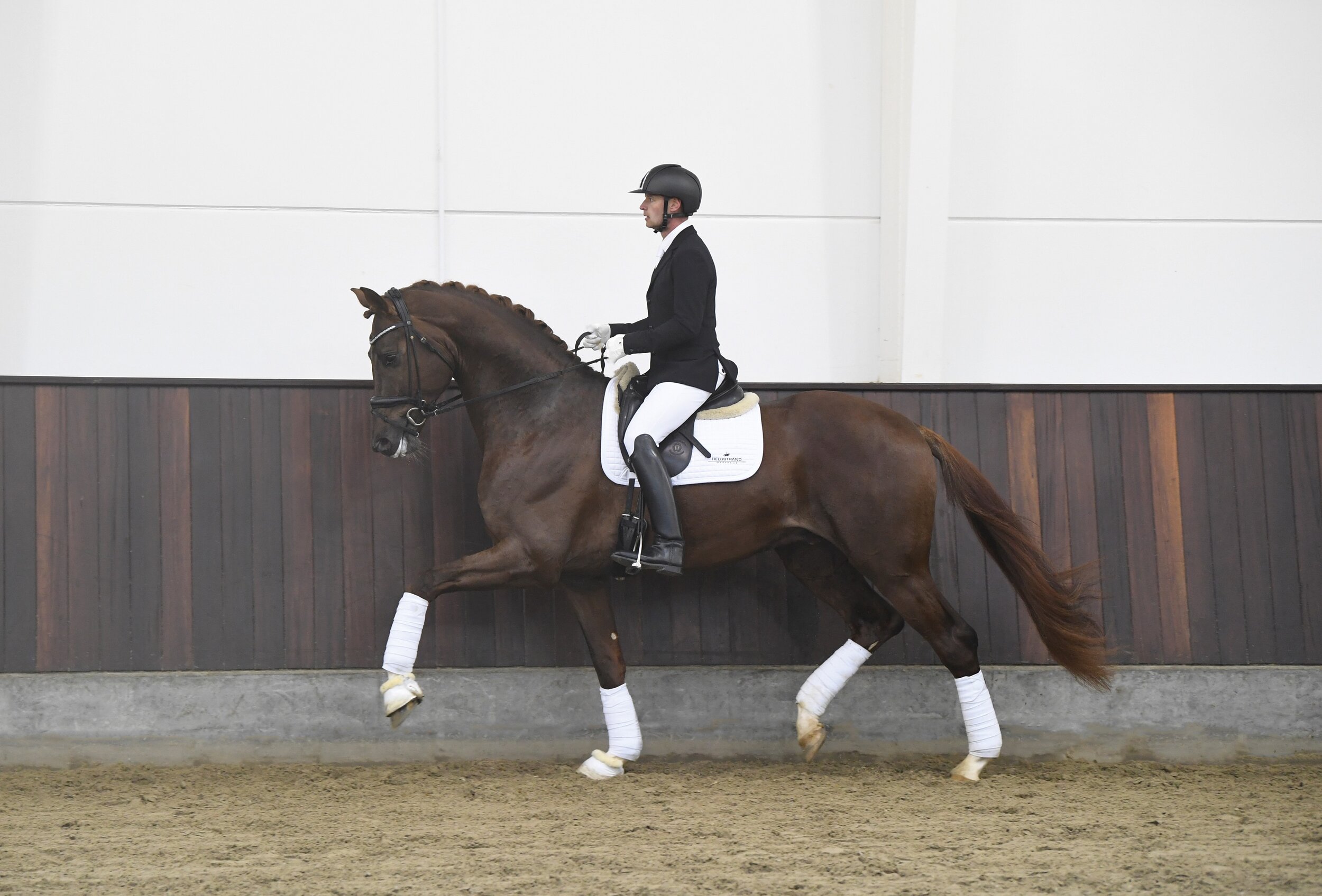 Presentation of 8 year old stallion Ferrari OLD from Helgstrand ...