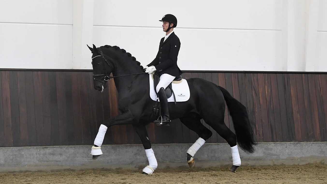 Presentation of 8 year old stallion Ferrari OLD from Helgstrand ...