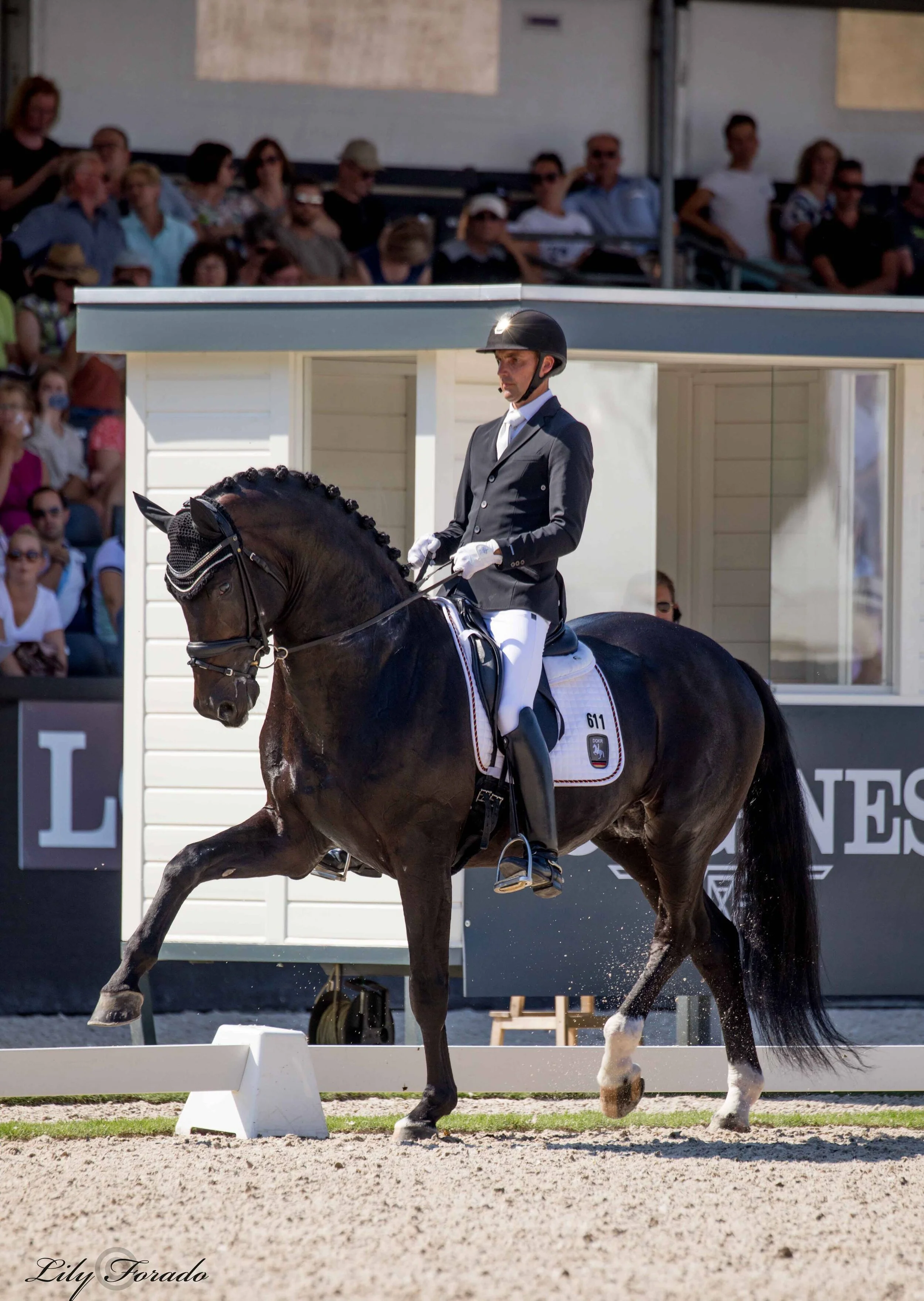 Presentation of 8 year old stallion Ferrari OLD from Helgstrand ...